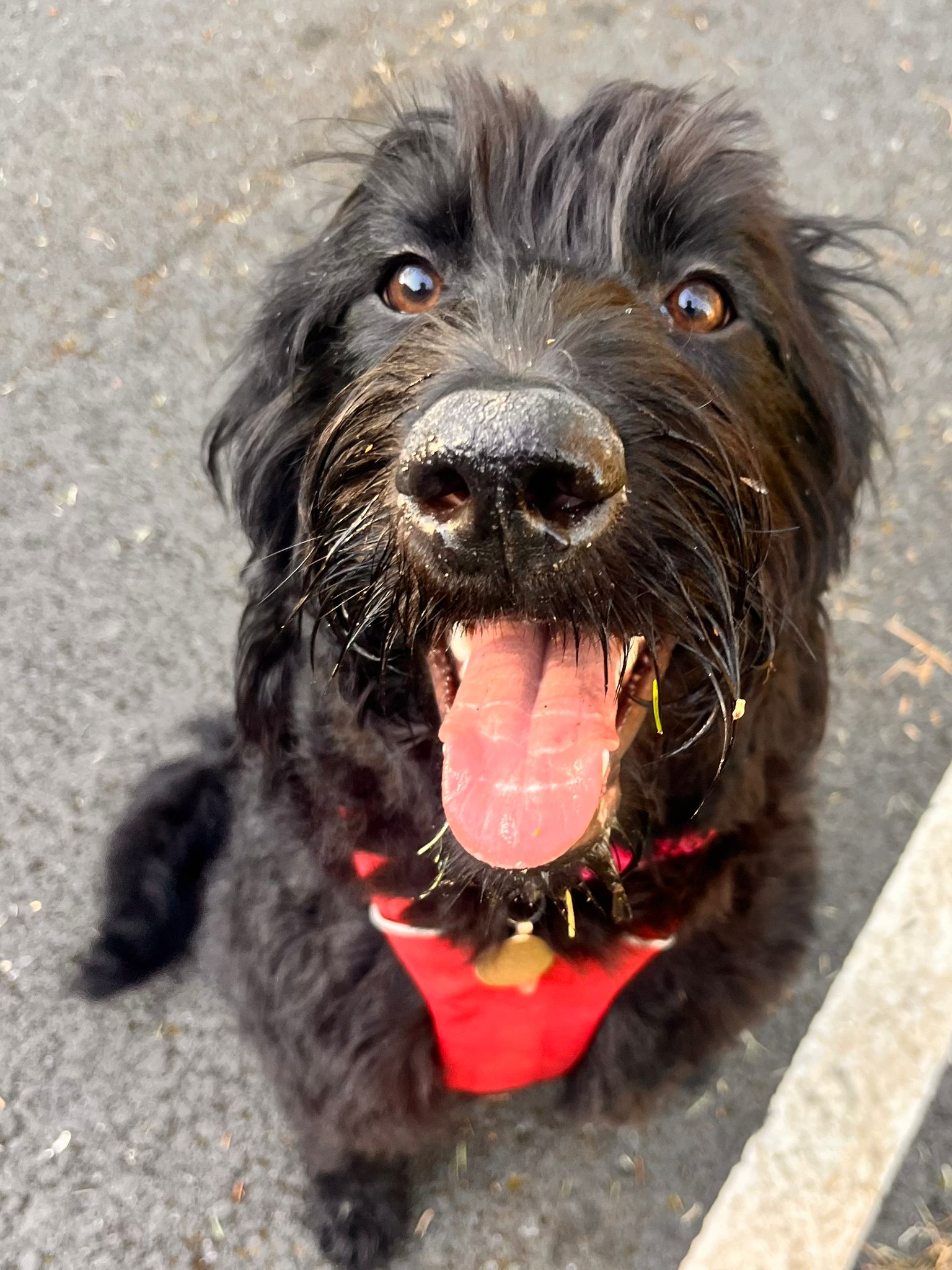 The labradoodle rescue mutt. - Andy Roper